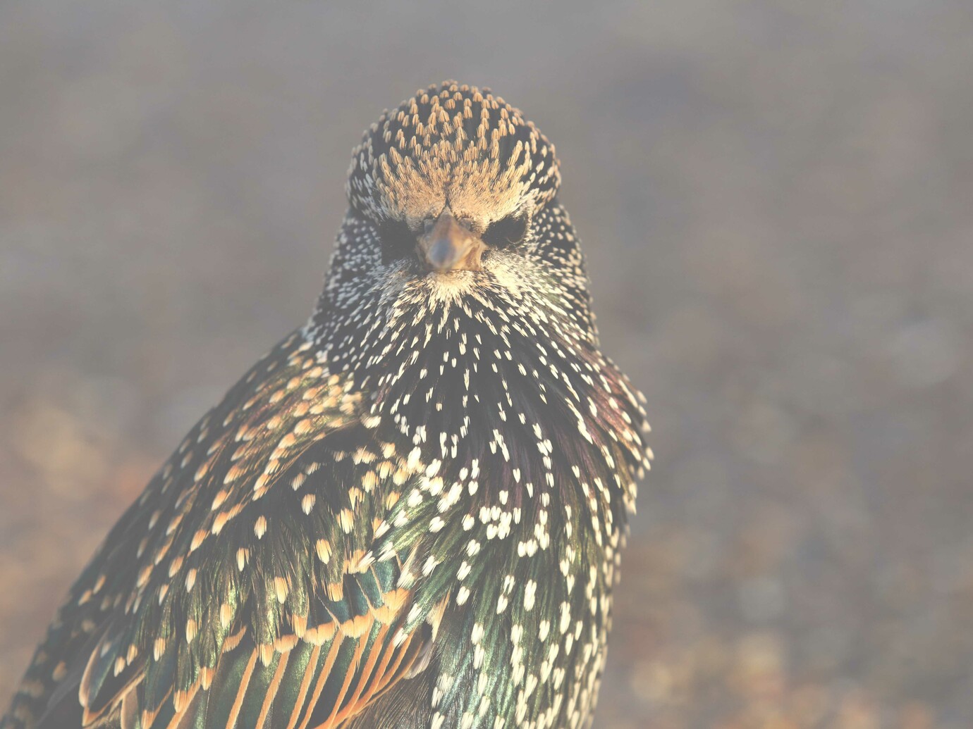 Birdwatching in London’s parks | Meer
