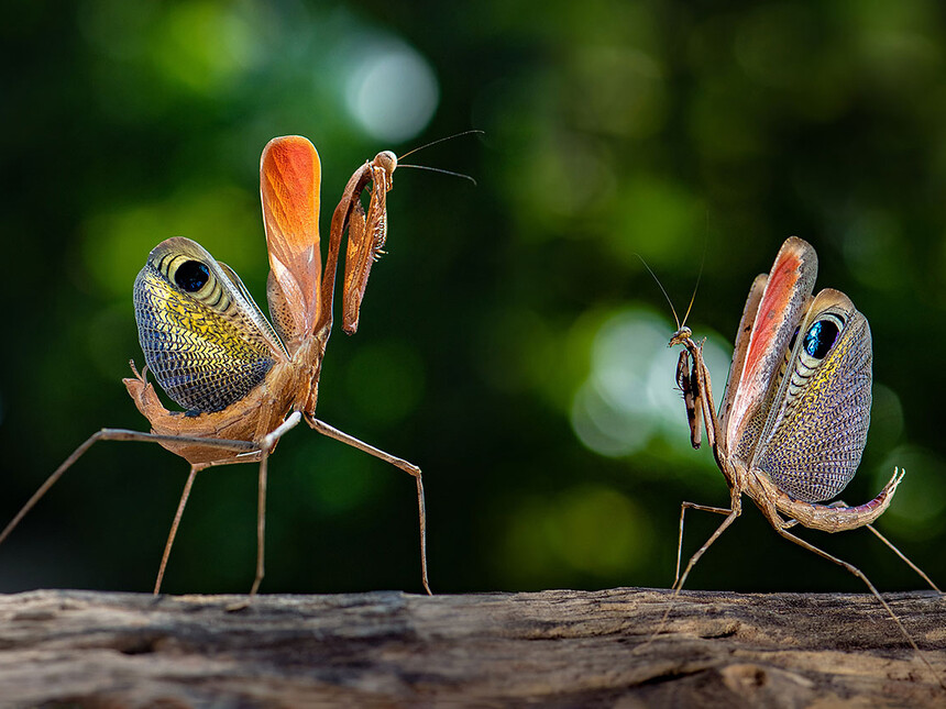 Plurisignificación del insecto | Meer