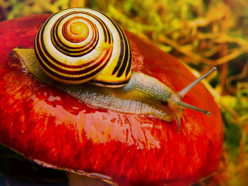 What is nature? | Meer