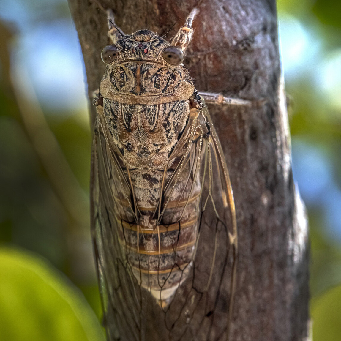 Tiempos de Chicharras | Meer