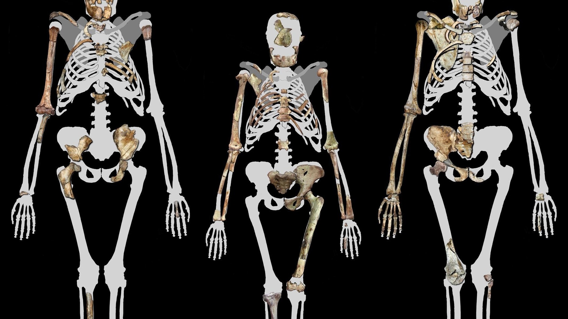 Le mani degli australopitechi | Meer