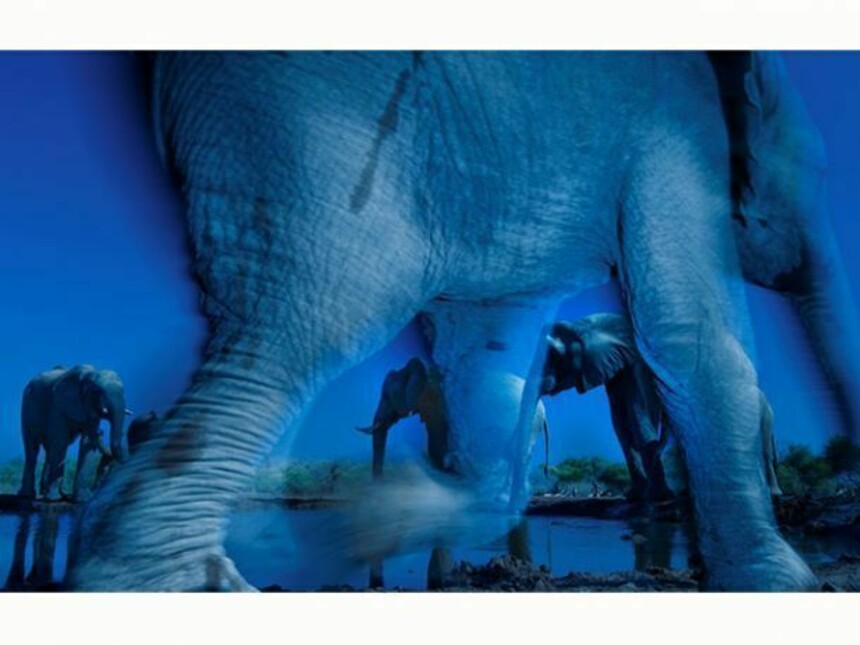 Wildlife Photographer of the Year 2013 | Meer