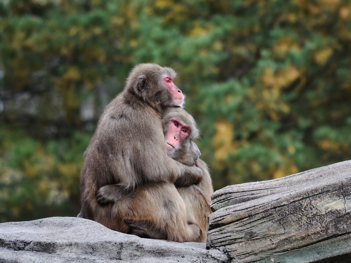 Reassuring hug | Meer