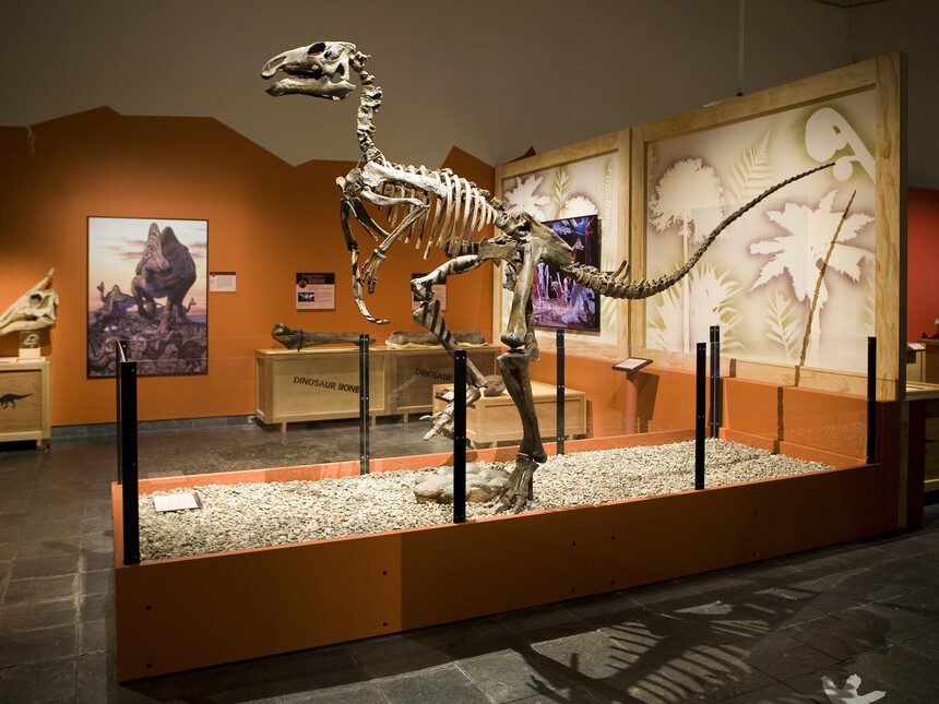 Hatching the Past: Dinosaur Eggs and Babies | Meer