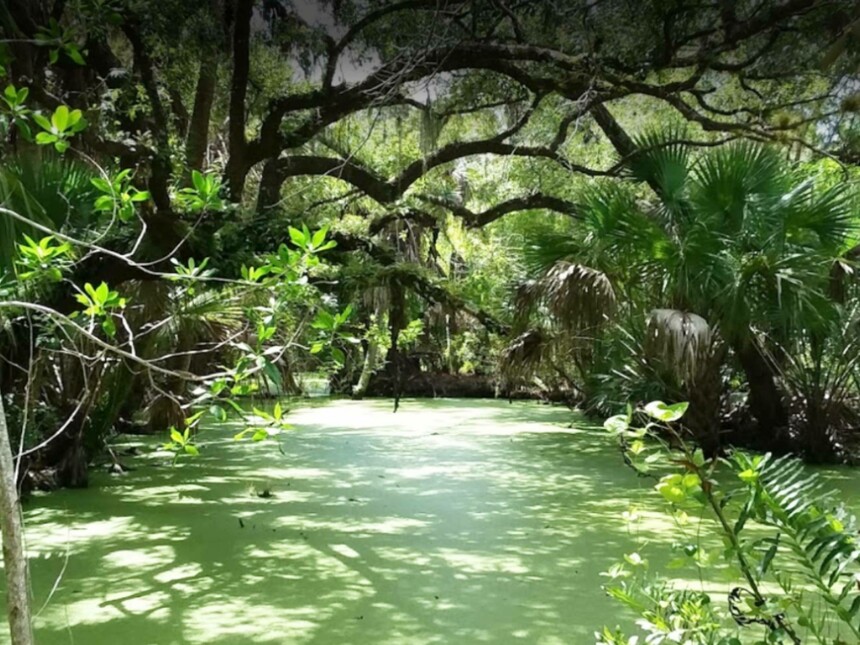 Murder along Alligator Creek | Meer