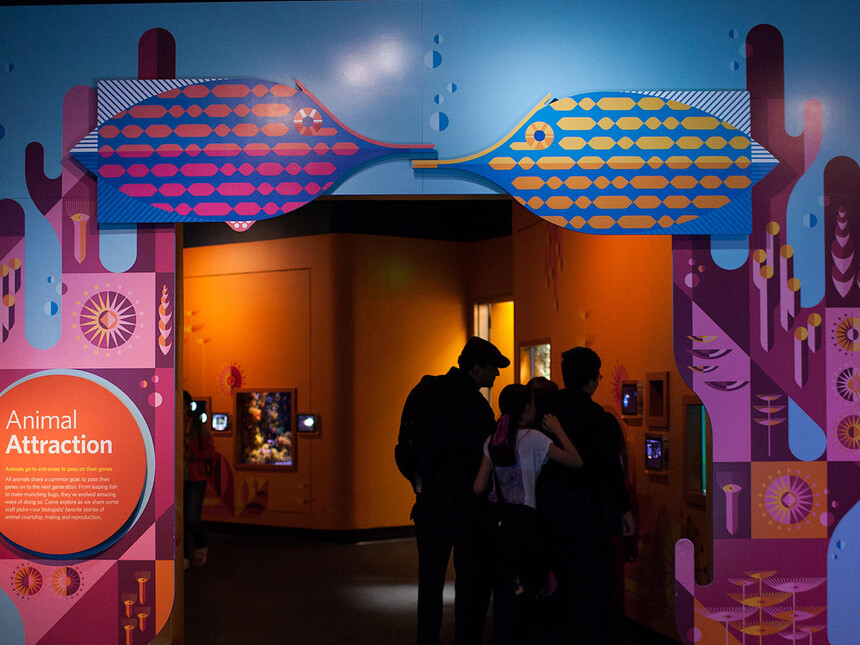 Animal Attraction | Meer