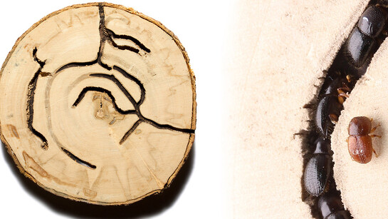 Bark Beetle Calligraphy | Meer