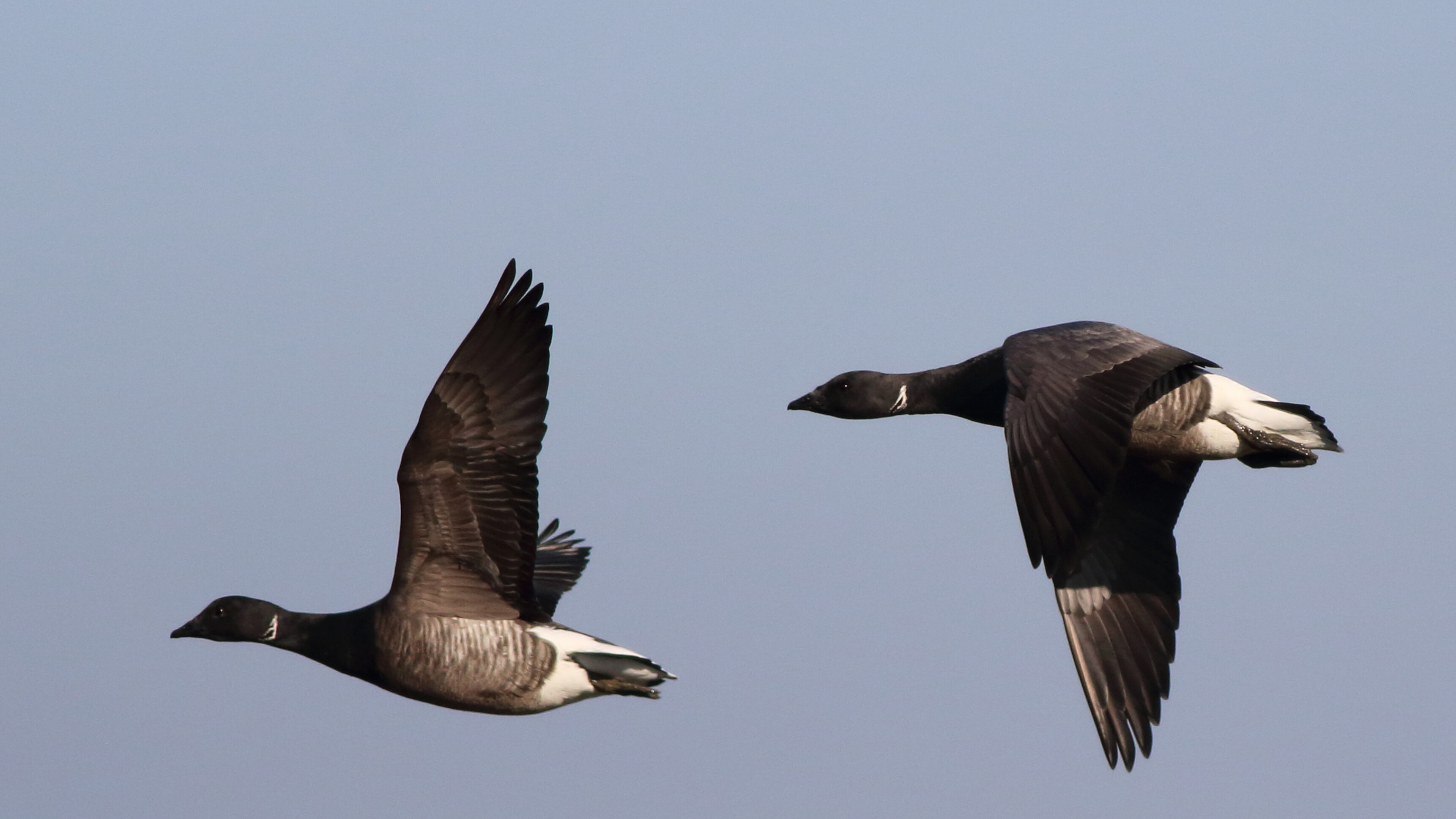 Wild Geese and waders in Essex | Meer