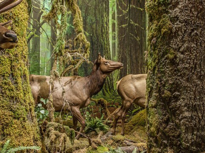 Natural History | Meer