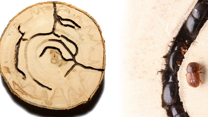 Bark Beetle Calligraphy | Meer