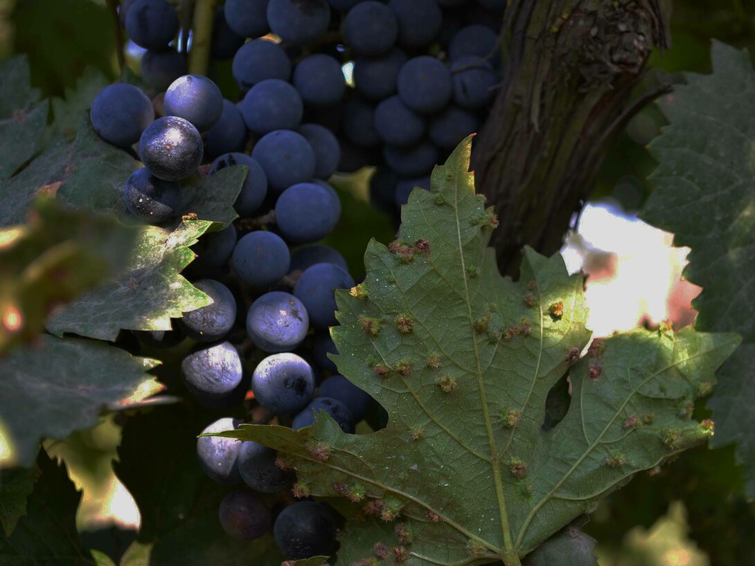 The notoriously dangerous Phylloxera | Meer