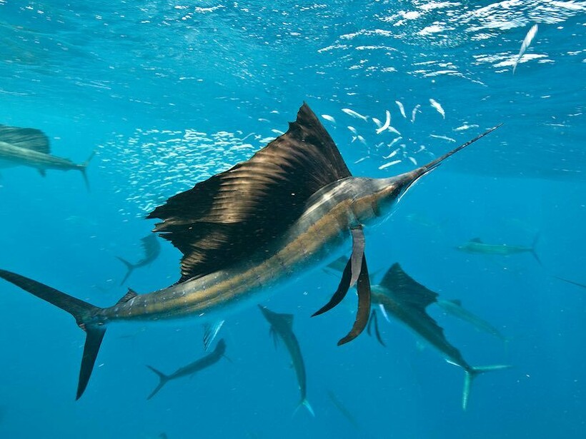 Los peces de pico | Meer