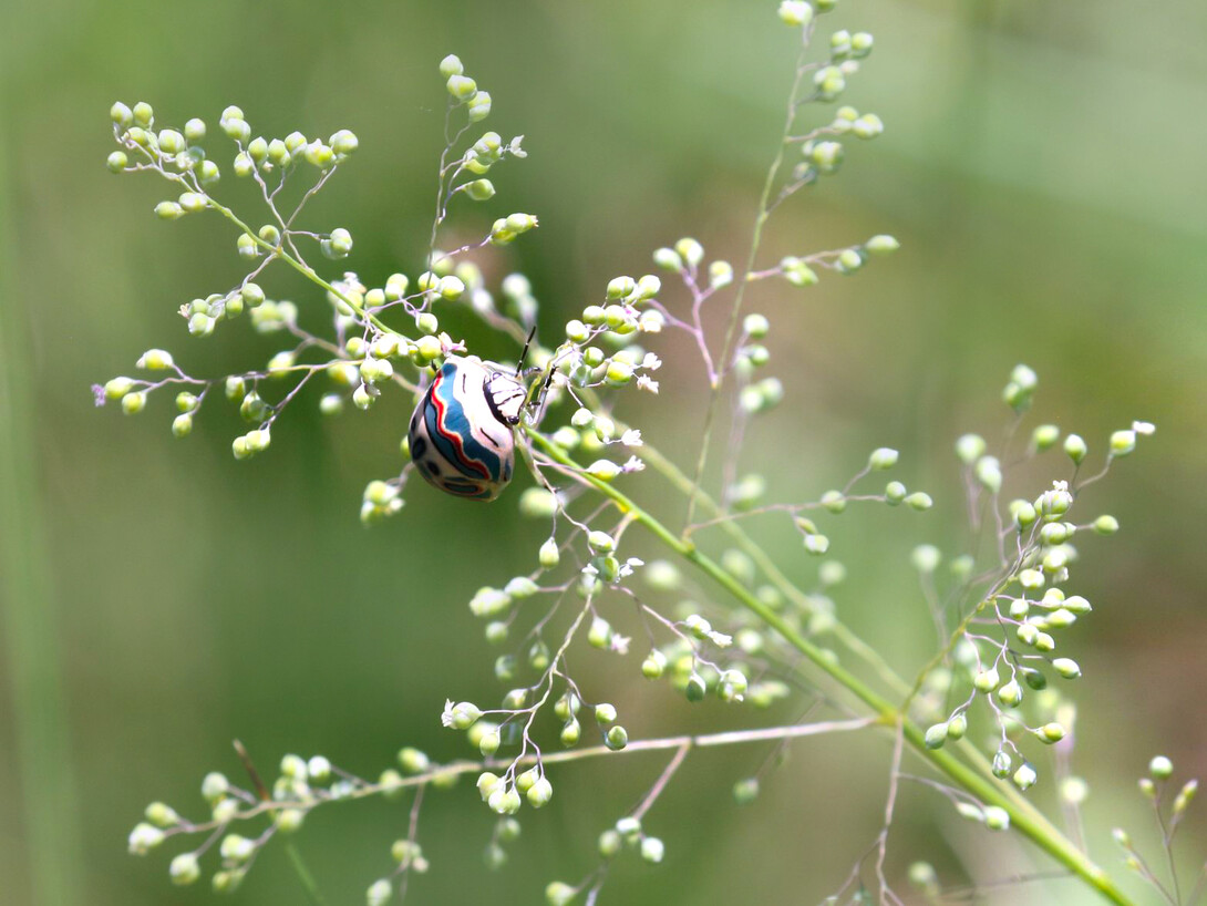 Plurisignificación del insecto | Meer