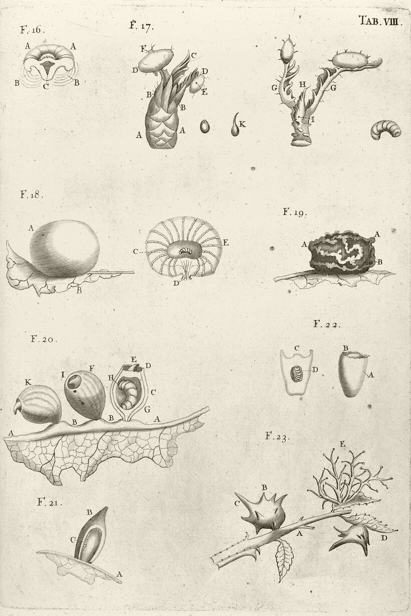 Marcello Malpighi | Meer