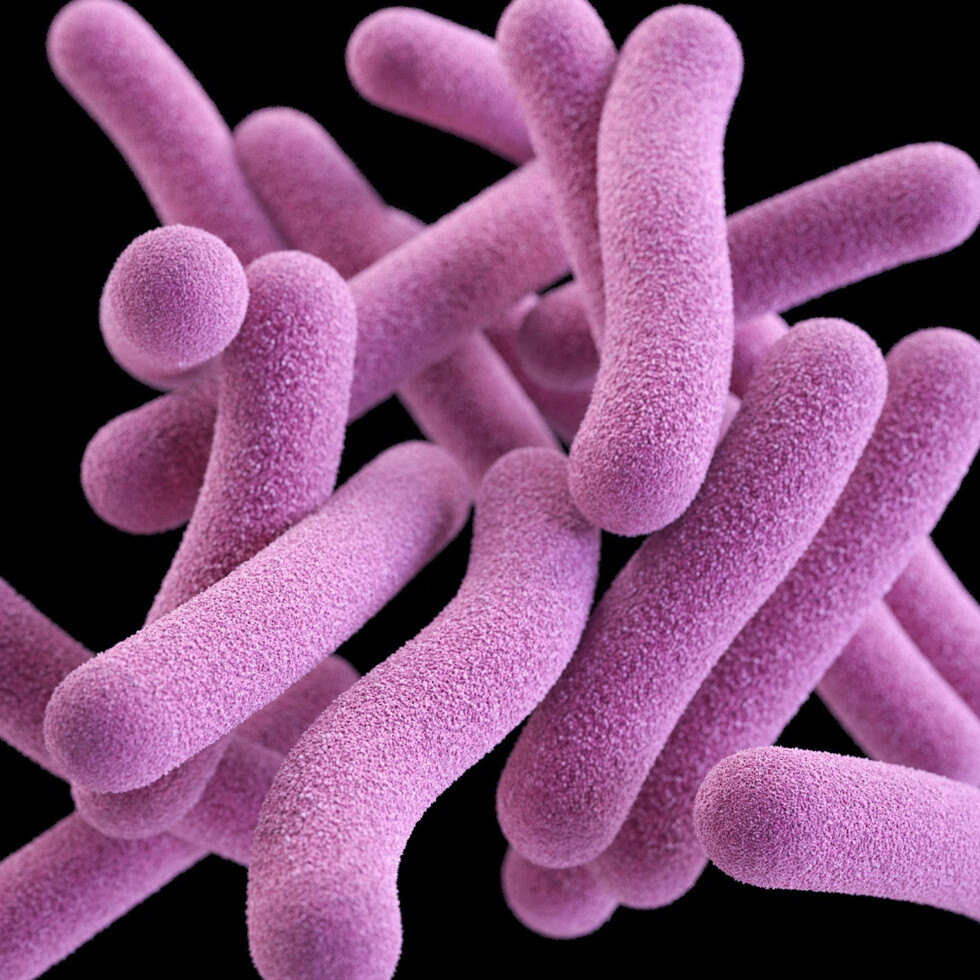 León Charles Albert Calmette | Meer