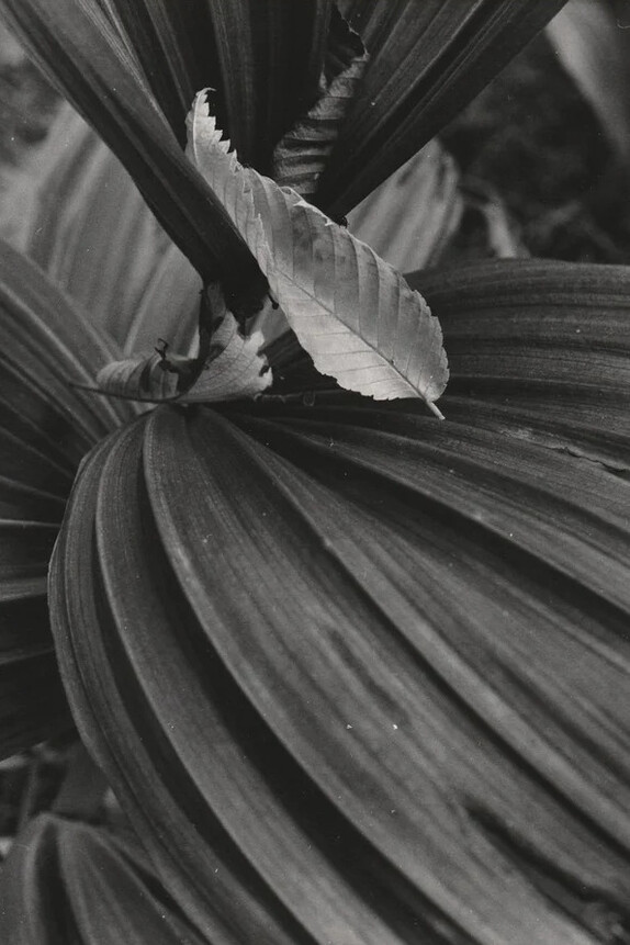 Joseph Buemi: a photographer's eye | Meer