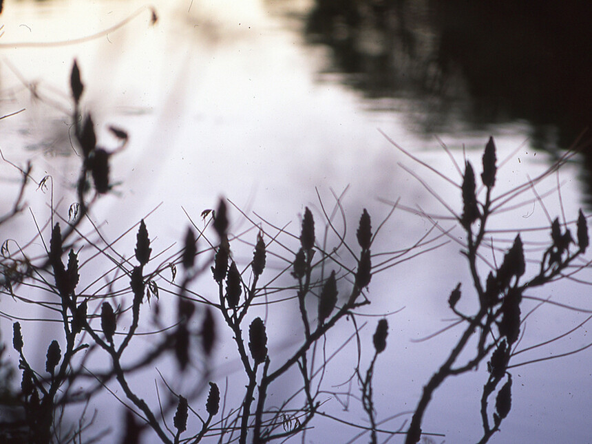 Marius Mason. Bluebells | Meer