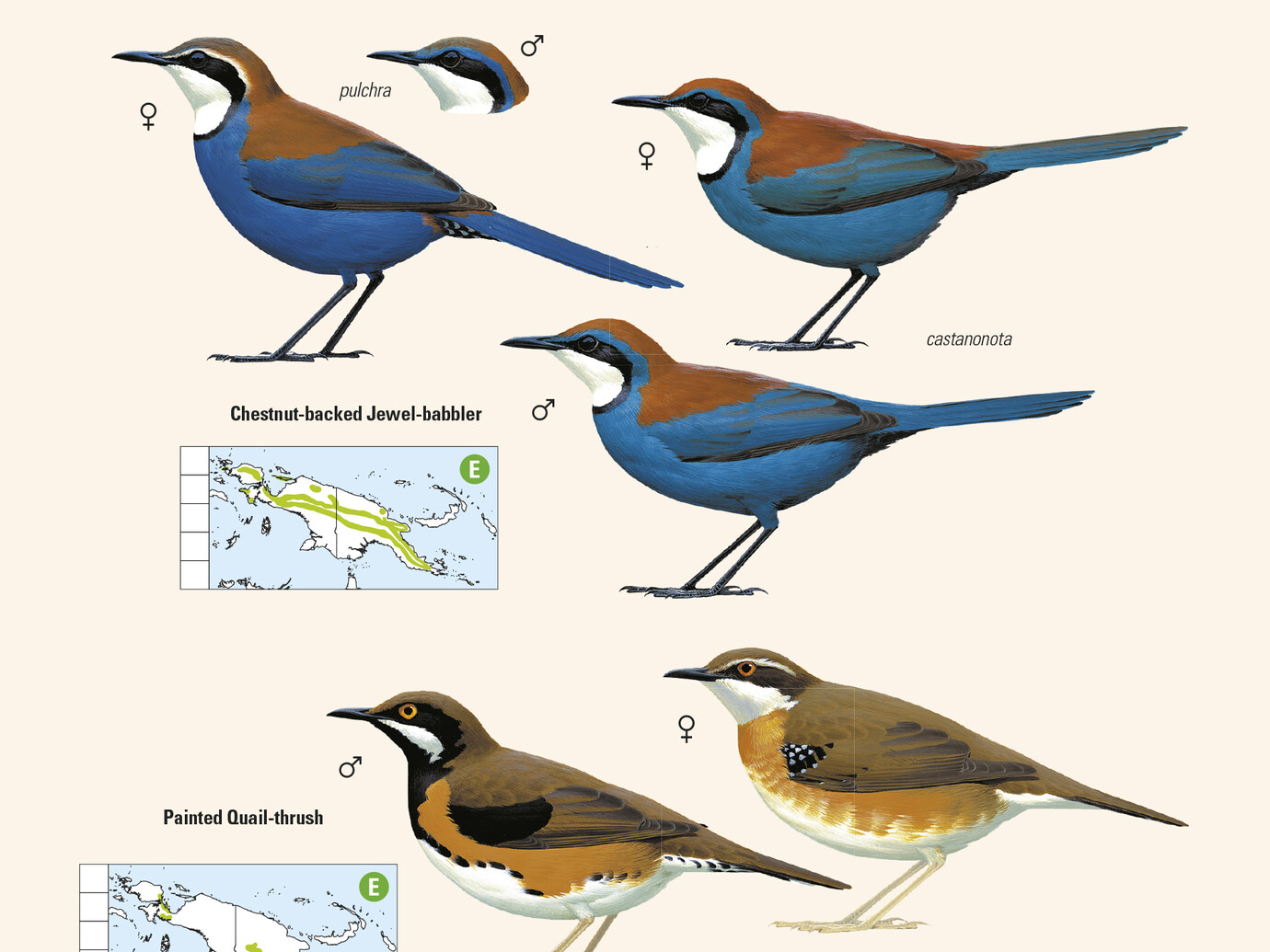 New Guinea’s Birds | Meer