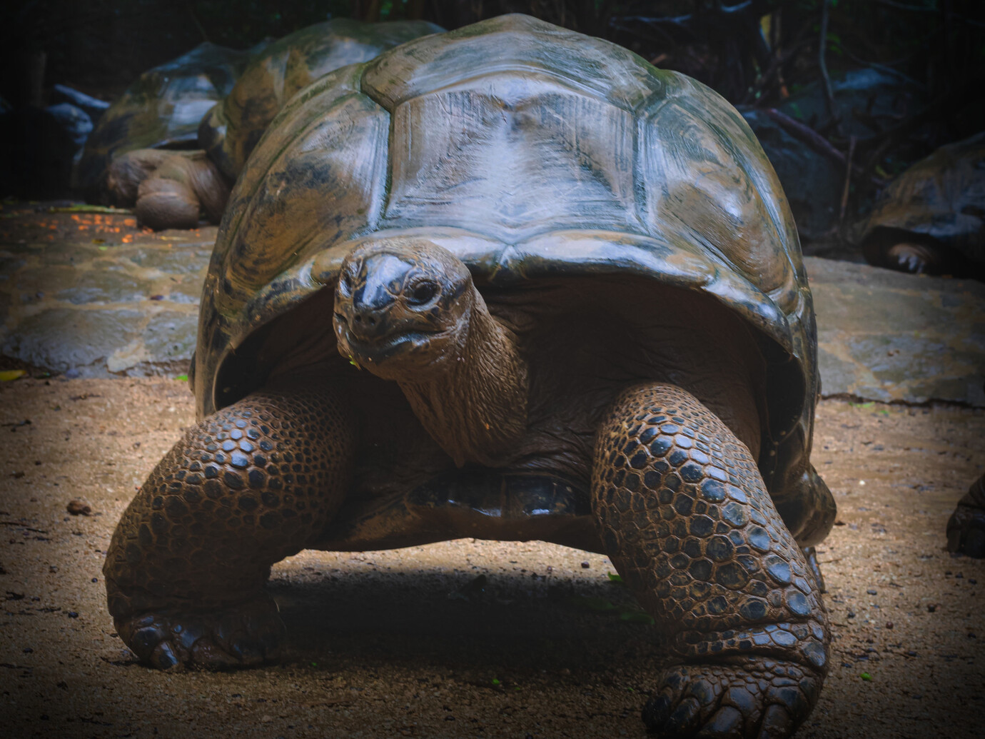 Why is life limited to 100 years? | Meer