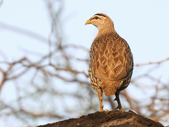 Bird watching at Kotu Creek in Gambia | Meer