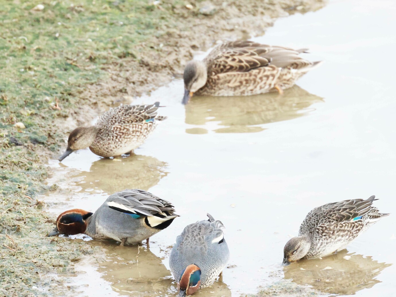 Birdwatching in Abberton Reservoir, England | Meer