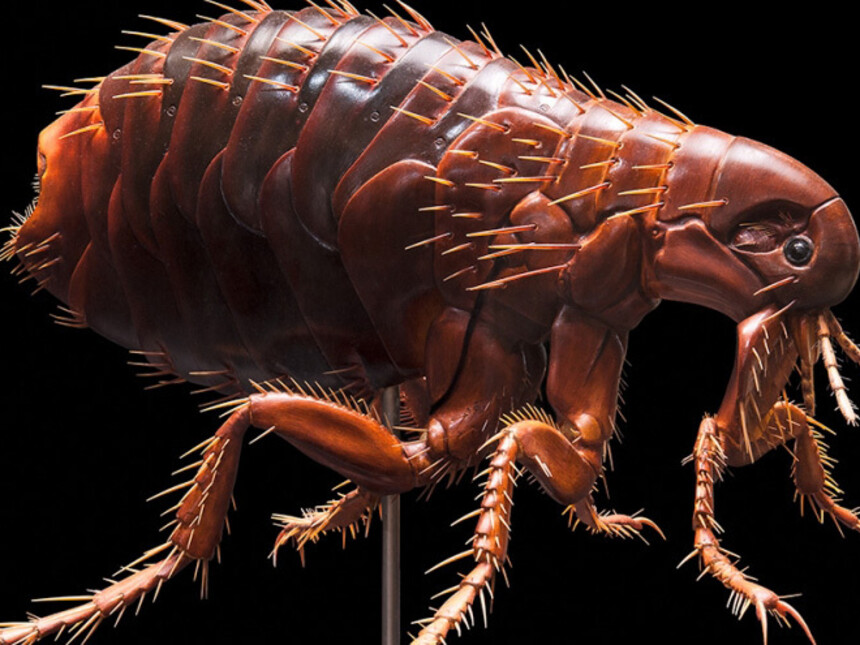 Keller’s Insect Models | Meer