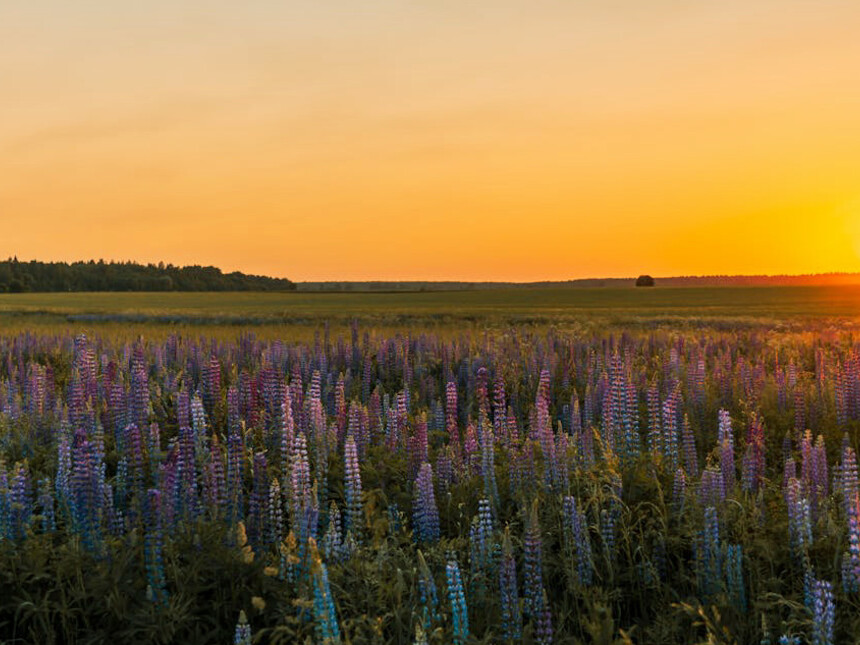 Elegy and reflections: poems of memory, and growth | Meer