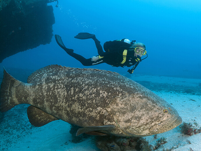 Los meros en el Mar Caribe venezolano | Meer