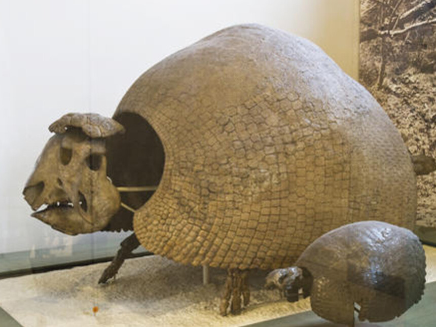 Hall of Primitive Mammals. Courtesy of American Museum of Natural ...