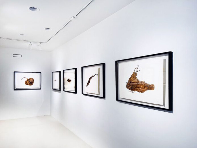 Brandon Ballengée. L’art de la solitude | Meer