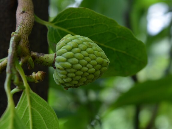 Fruits That Can Cause Parkinson’s Disease | Meer