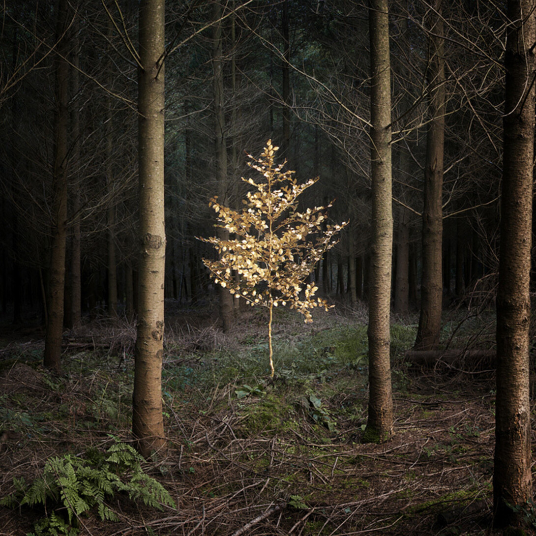 Ellie Davies. Into the woods | Meer