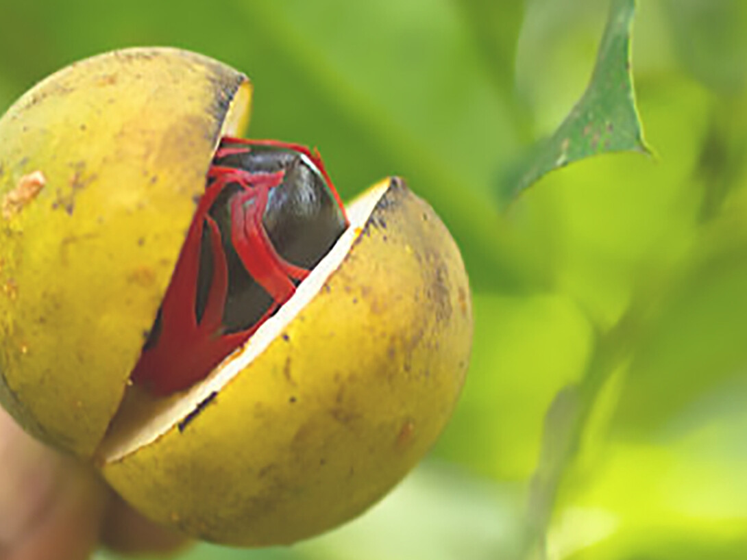 Kokila's journey: nutmeg farming in rural Pollachi | Meer