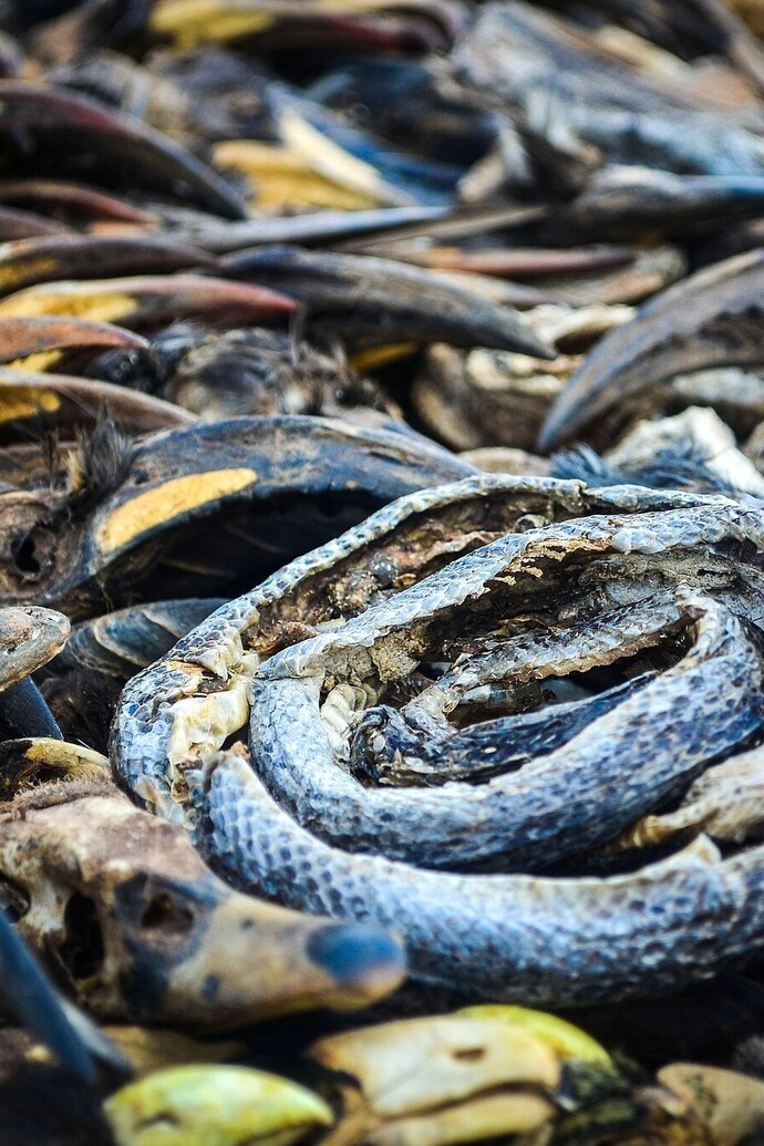 Vodou: spiriti, riti e regine del mistero | Meer