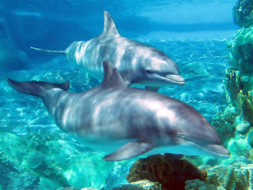 Los delfines se reconocen a través del gusto | Meer