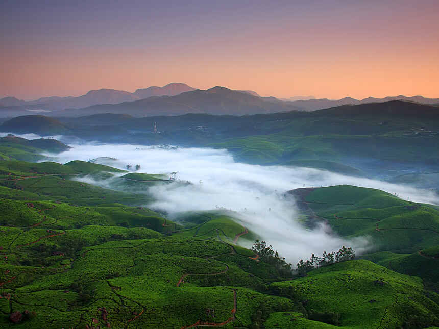 Mist Valley Tea | Meer