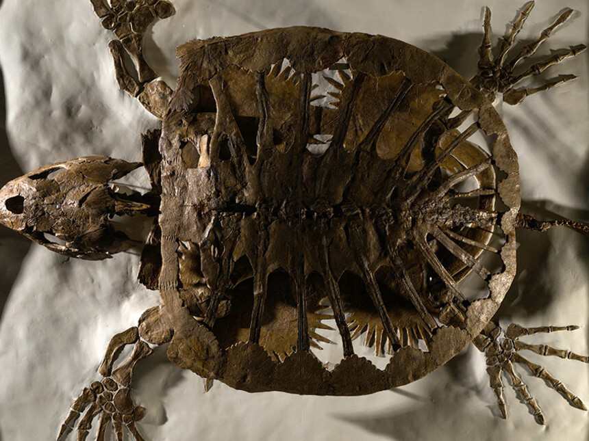 Cretaceous Seaway | Meer