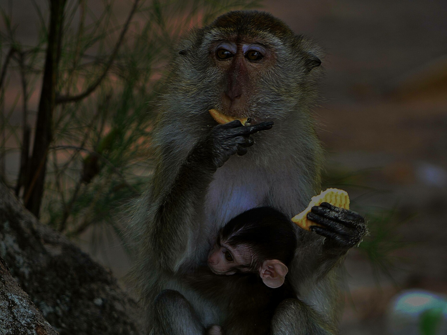 Food cooperation in monkeys | Meer