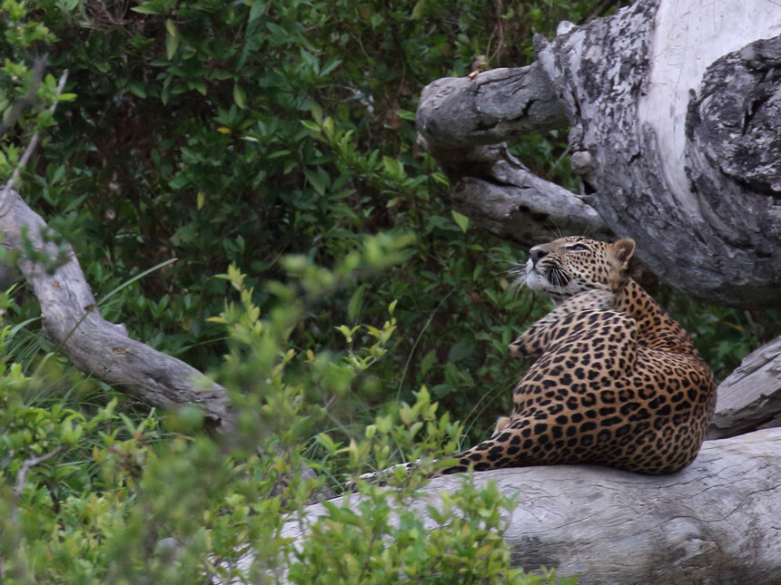 Leopards and Langurs | Meer