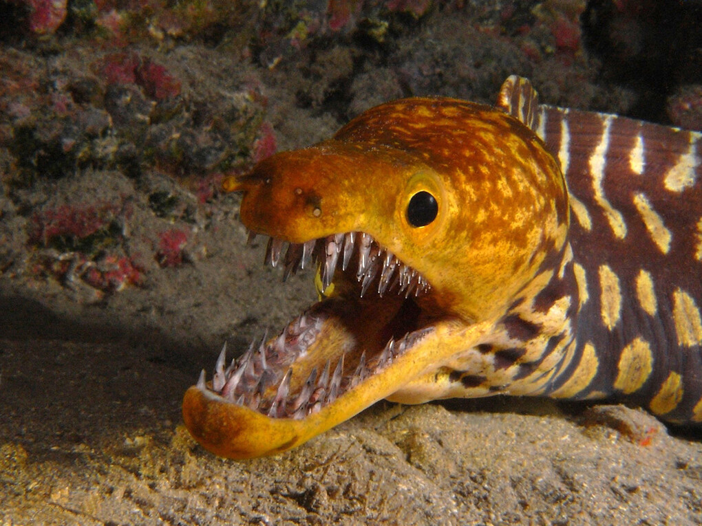 Le murene: pesci simili ai serpenti | Meer