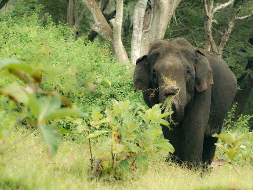 Assam’s Elephantine tea | Meer