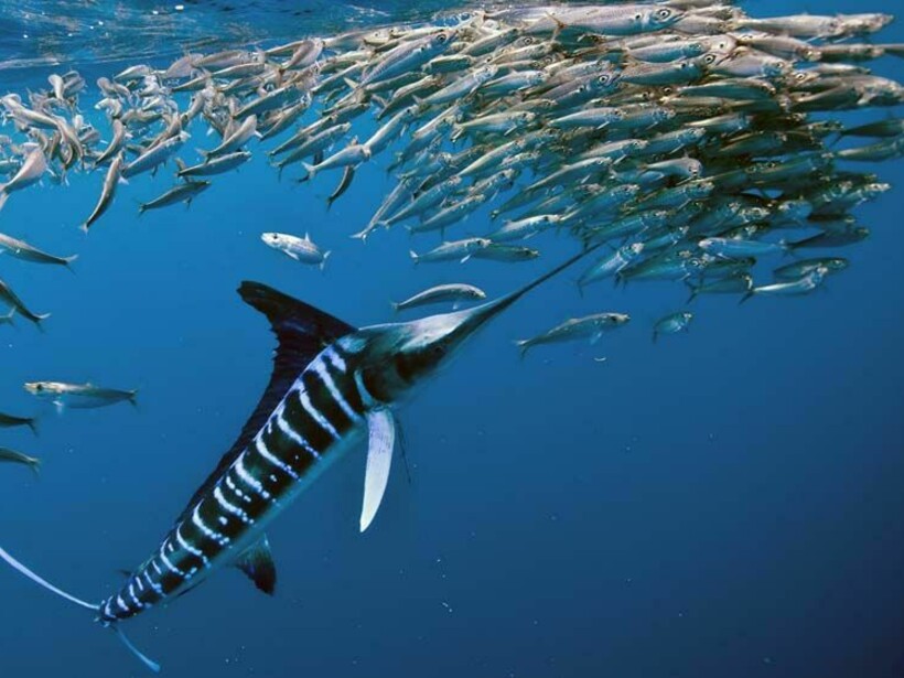 Los peces de pico | Meer