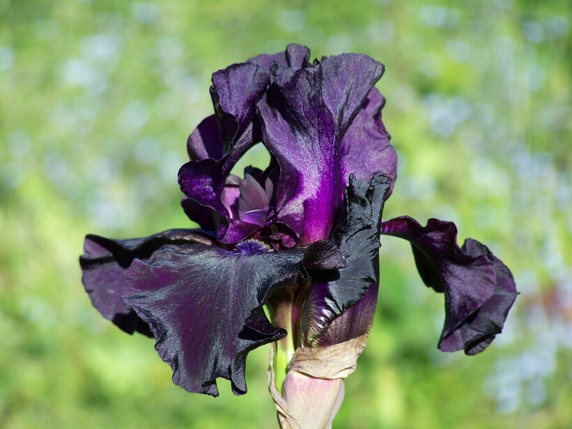 Black beauty of the iris | Meer