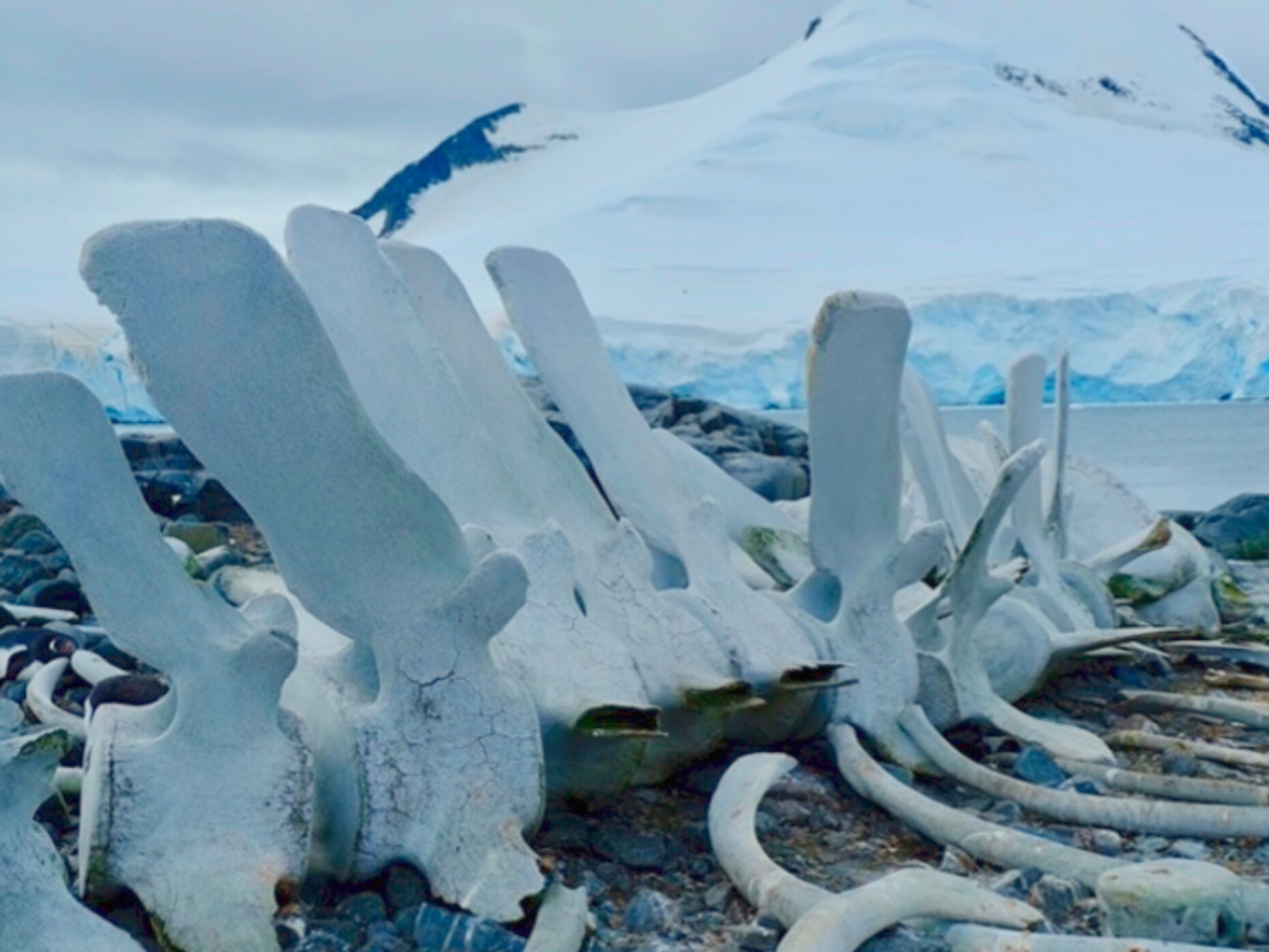 My Antarctic voyage | Meer