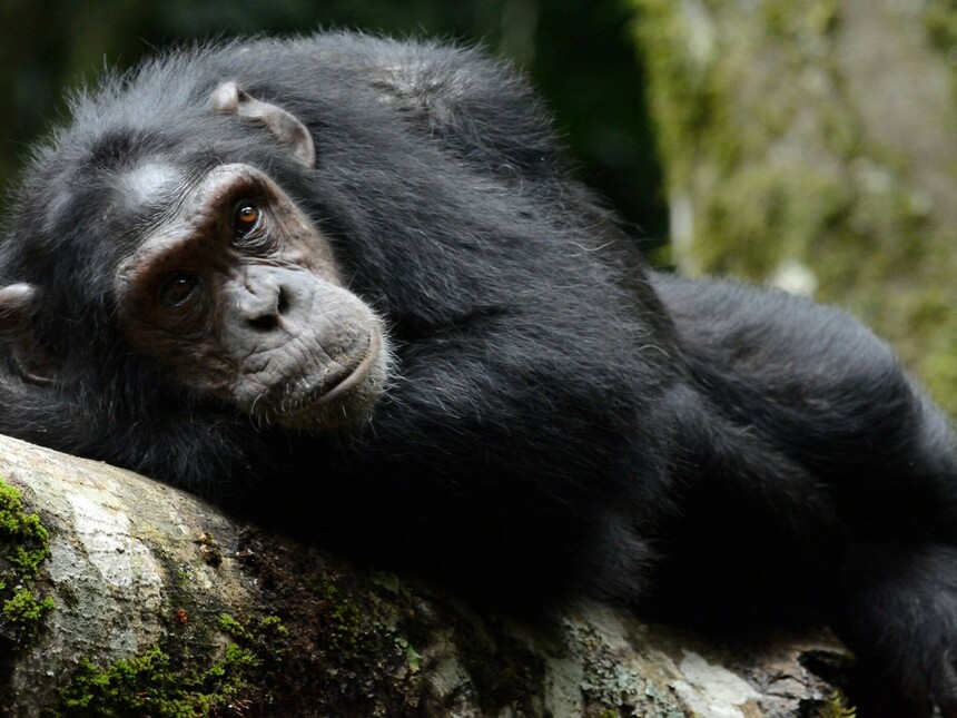 Farmacologia e scimpanzé | Meer