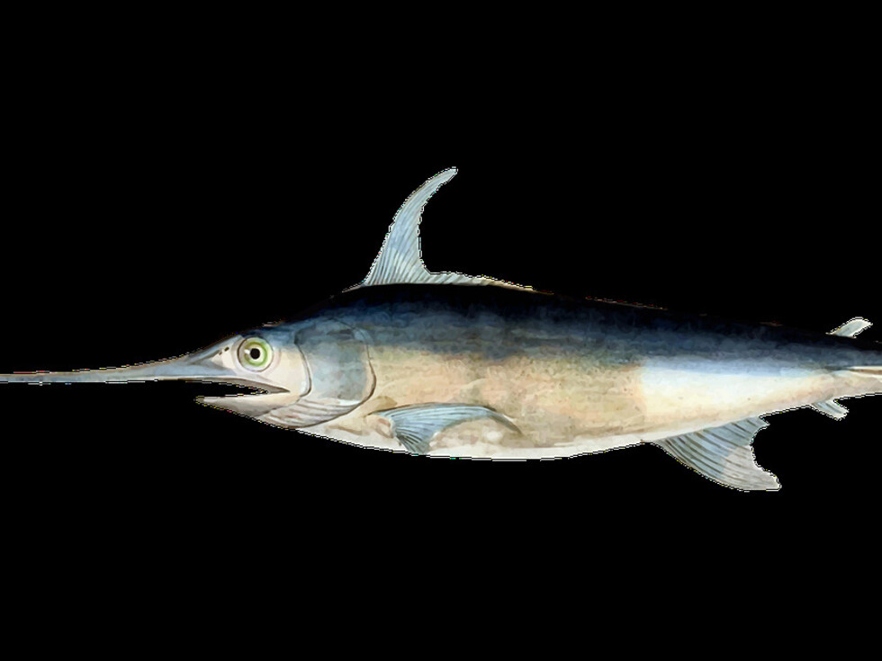 Los peces de pico | Meer