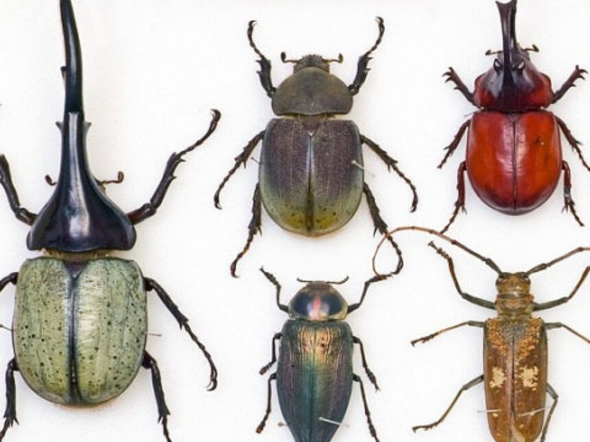 Entomology collections. Courtesy Natural History Museum | Natural ...