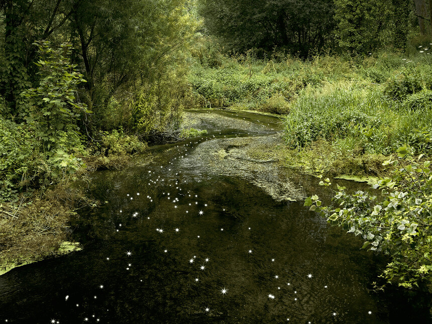 Ellie Davies. Into the woods | Meer