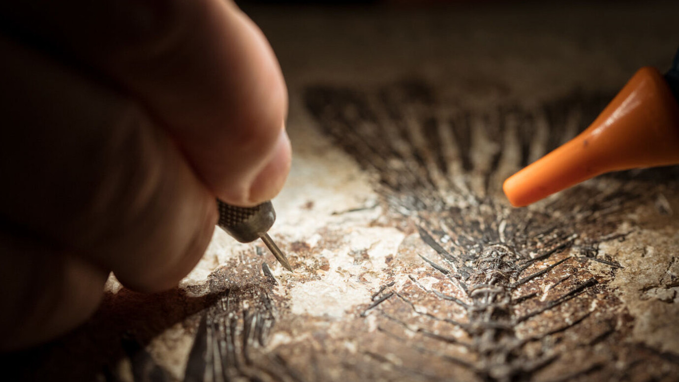 MCDonald’s Fossil Preparation Lab | Meer