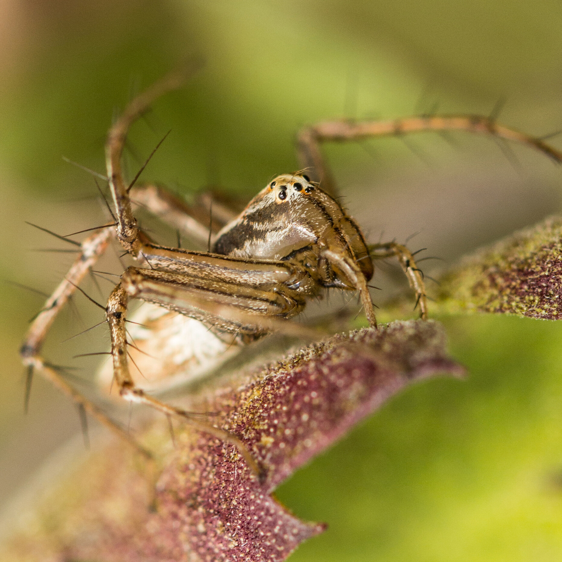 The Minuscule World | Meer